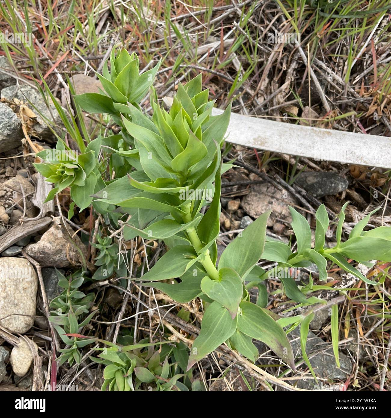 Balkan toadflax (Linaria dalmatica Stock Photo - Alamy