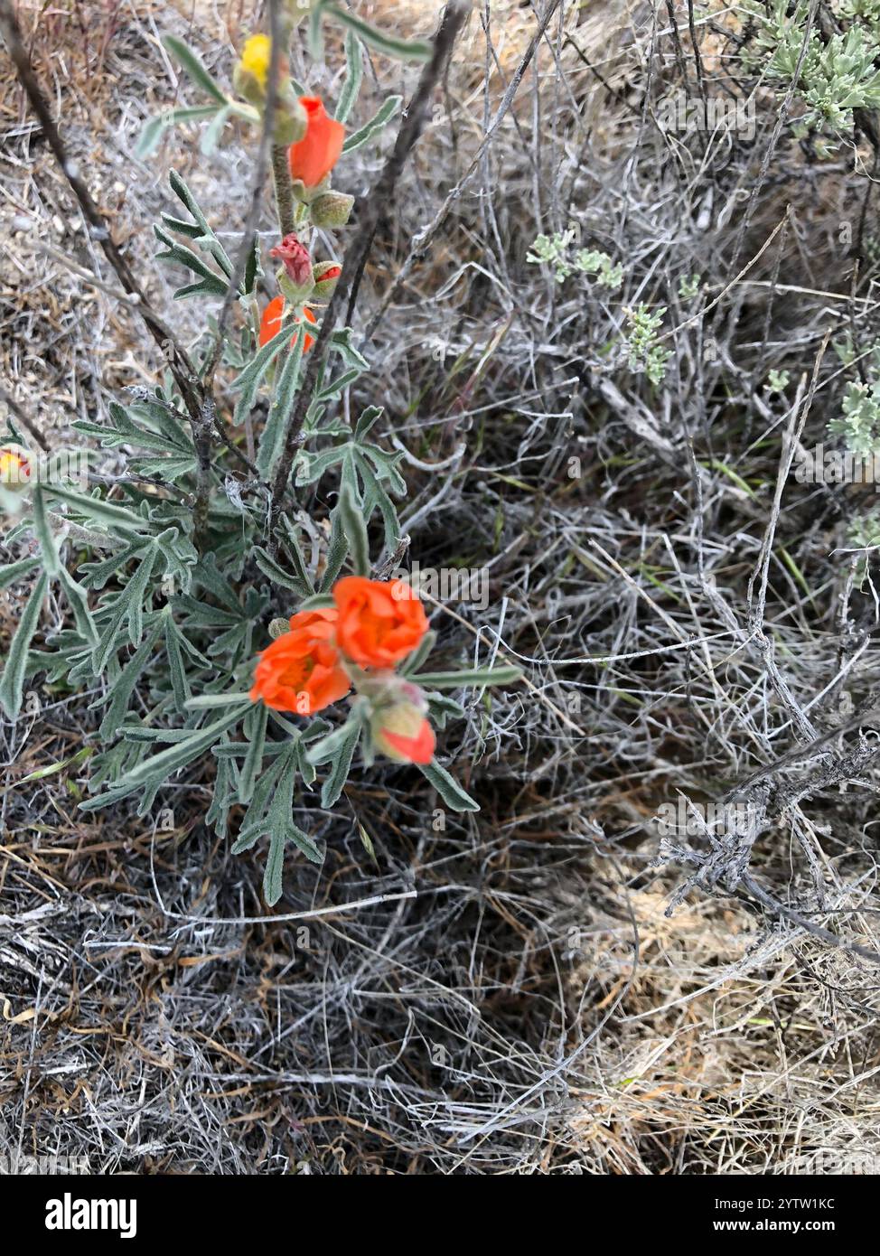Scarlet globemallow sphaeralcea coccinea hi-res stock photography and ...