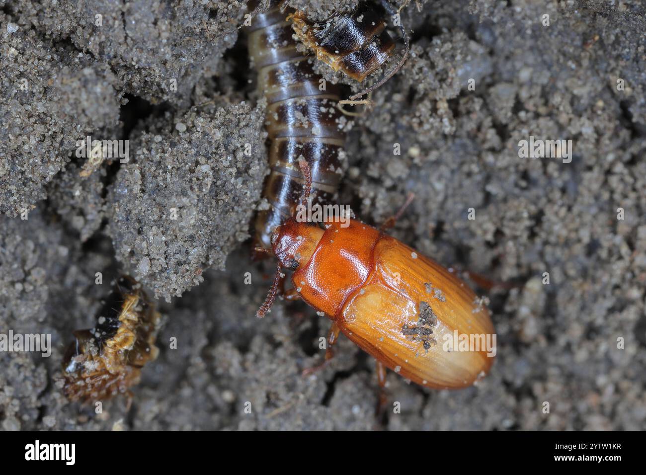 Lesser Mealworm Beetle, Alphitobius diaperinus, young beetle Stock ...