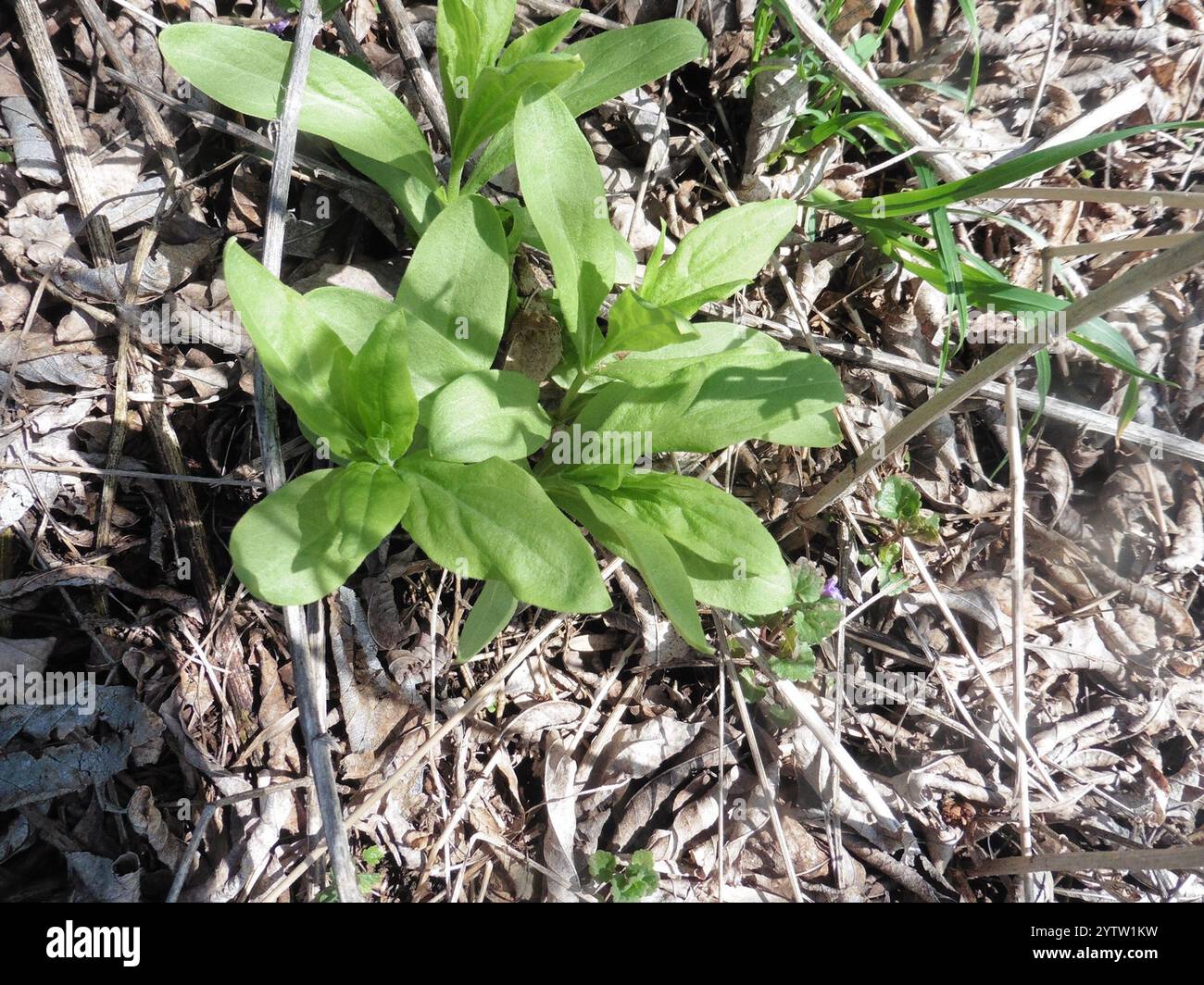 common soapwort (Saponaria officinalis Stock Photo - Alamy
