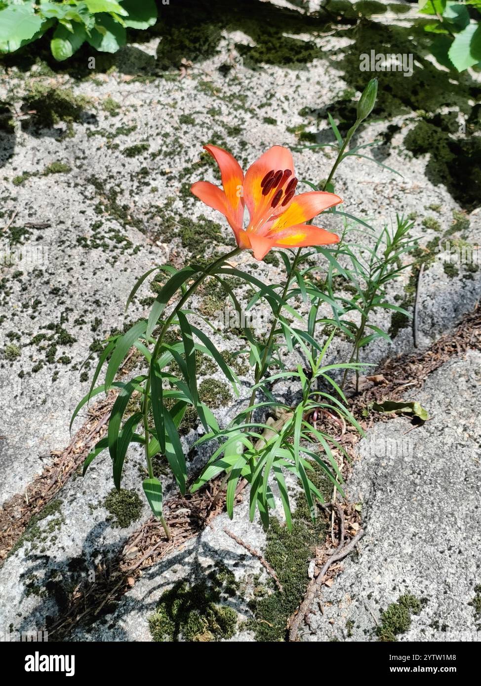 fire lily (Lilium bulbiferum Stock Photo - Alamy