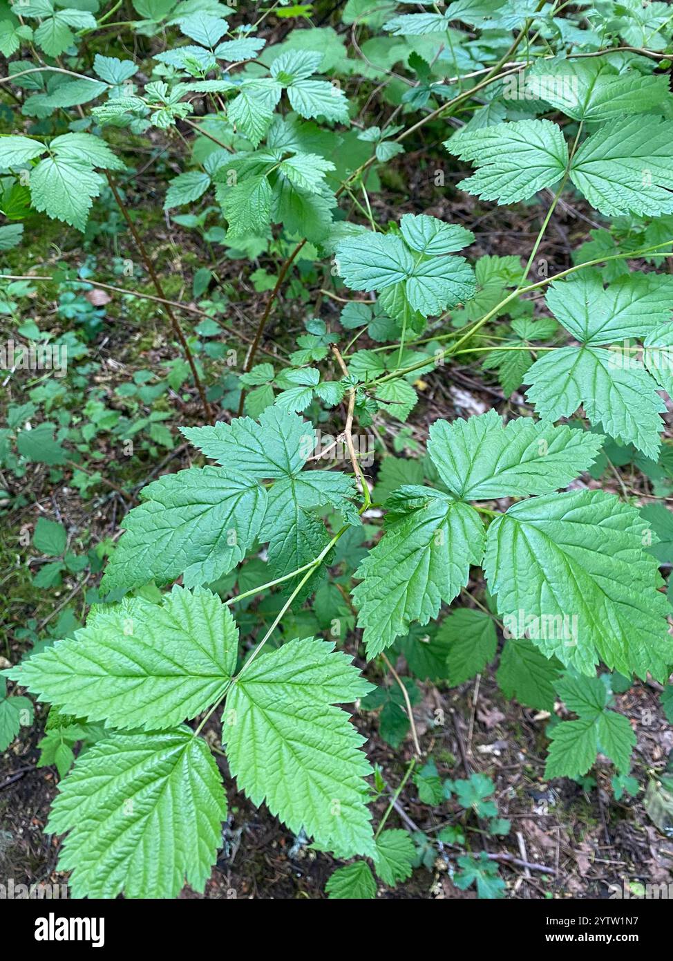 Salmonberry (Rubus spectabilis Stock Photo - Alamy