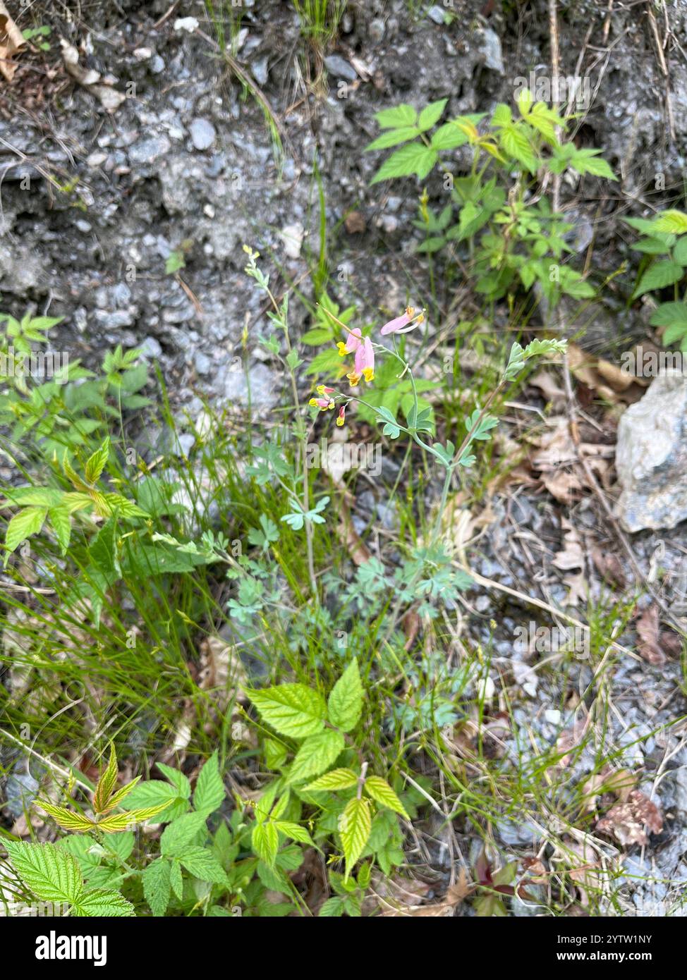 rock harlequin (Capnoides sempervirens Stock Photo - Alamy