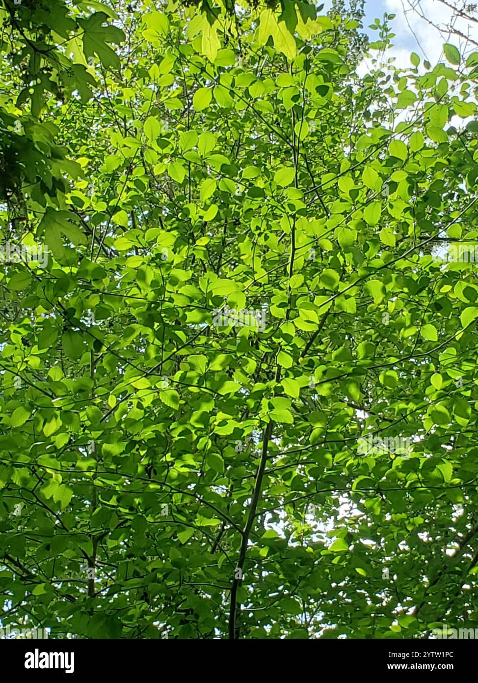 Red Alder (Alnus rubra Stock Photo - Alamy