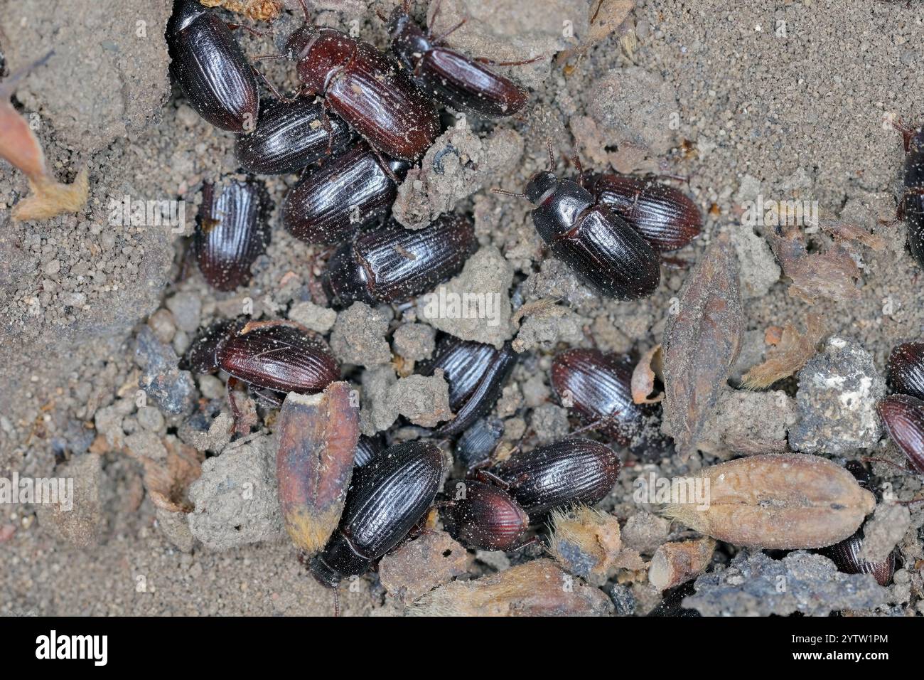Lesser Mealworm Beetle (Alphitobius diaperinus), beetles on the ground ...