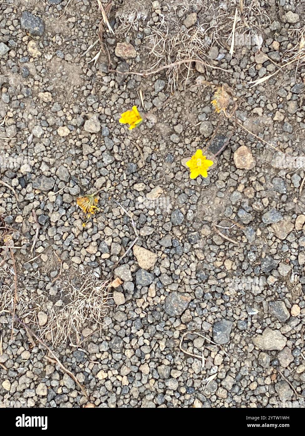 California goldfields (Lasthenia californica Stock Photo - Alamy