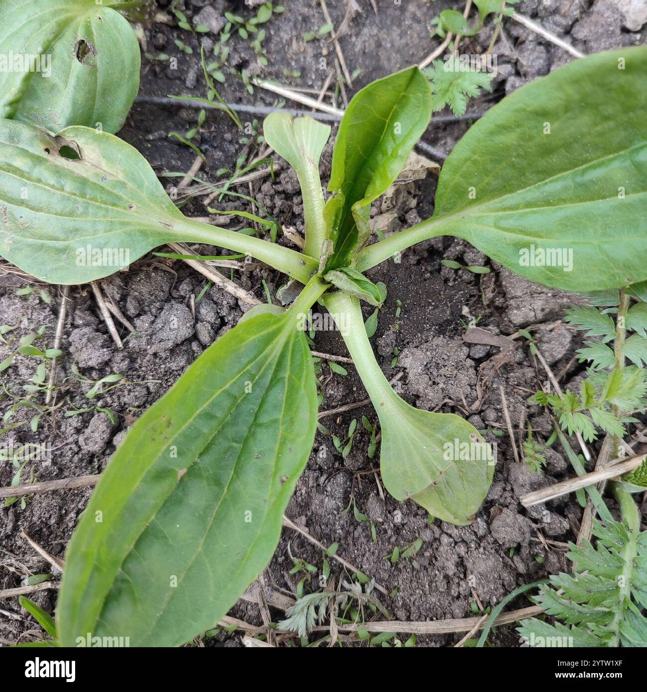 greater plantain (Plantago major Stock Photo - Alamy