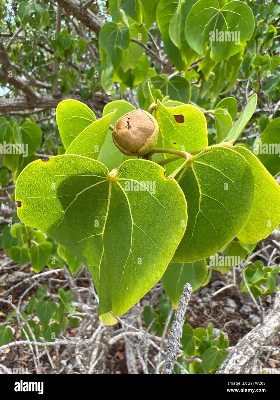Portia tree (Thespesia populnea Stock Photo - Alamy
