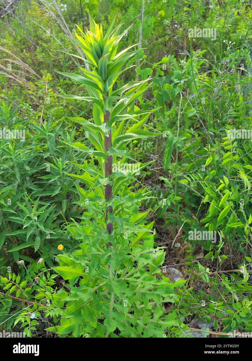 Canada wild lettuce (Lactuca canadensis Stock Photo - Alamy