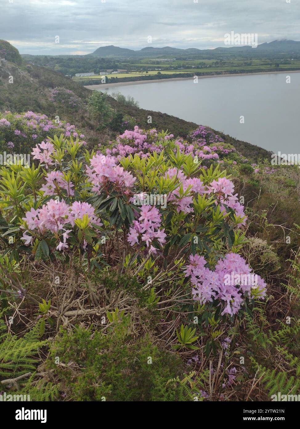 rhododendrons and azaleas (Rhododendron Stock Photo - Alamy