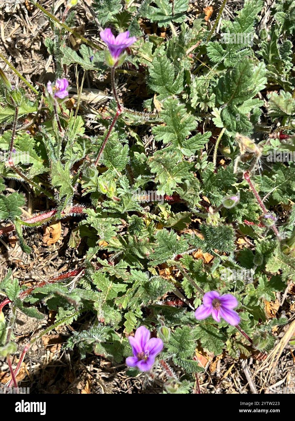 Mediterranean Stork's-bill (Erodium botrys Stock Photo - Alamy