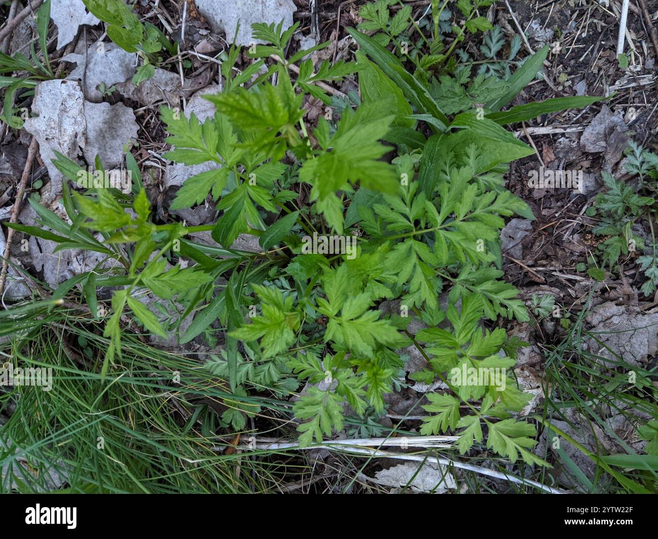 common hedge parsley (Torilis arvensis Stock Photo - Alamy