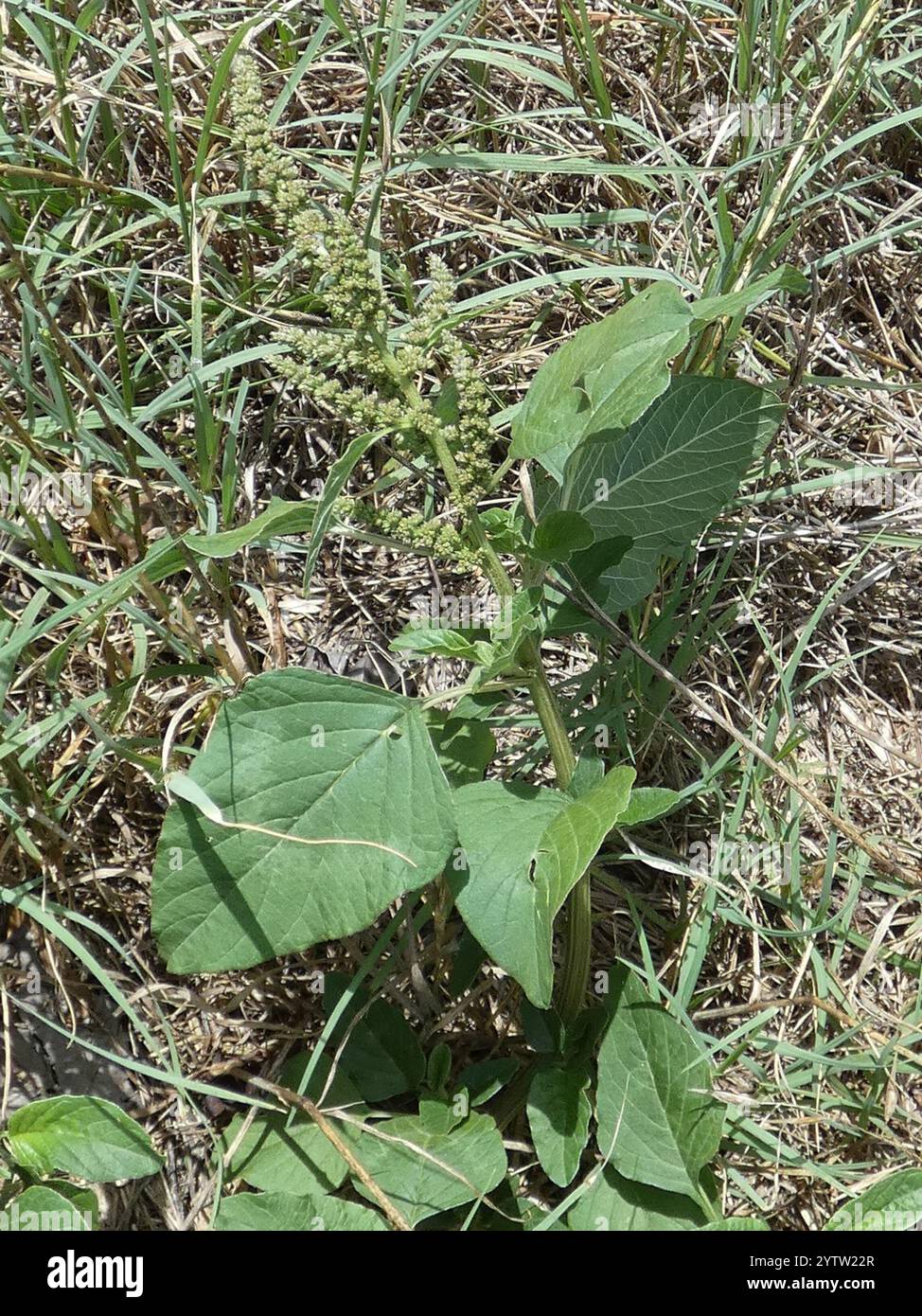 spiny amaranth (Amaranthus spinosus Stock Photo - Alamy
