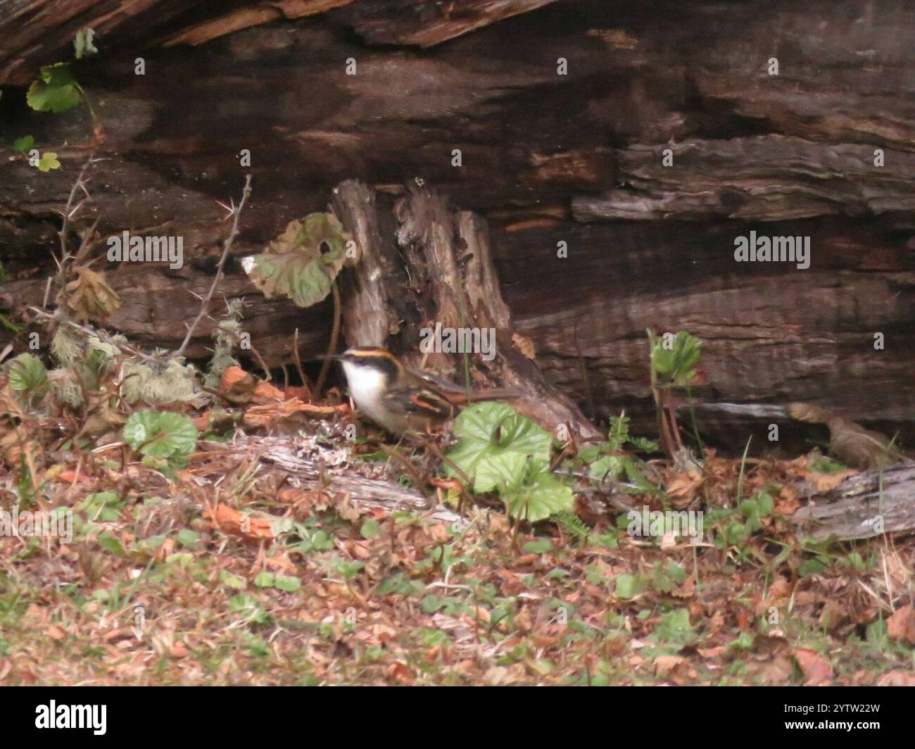 Thorn-tailed Rayadito (Aphrastura spinicauda Stock Photo - Alamy