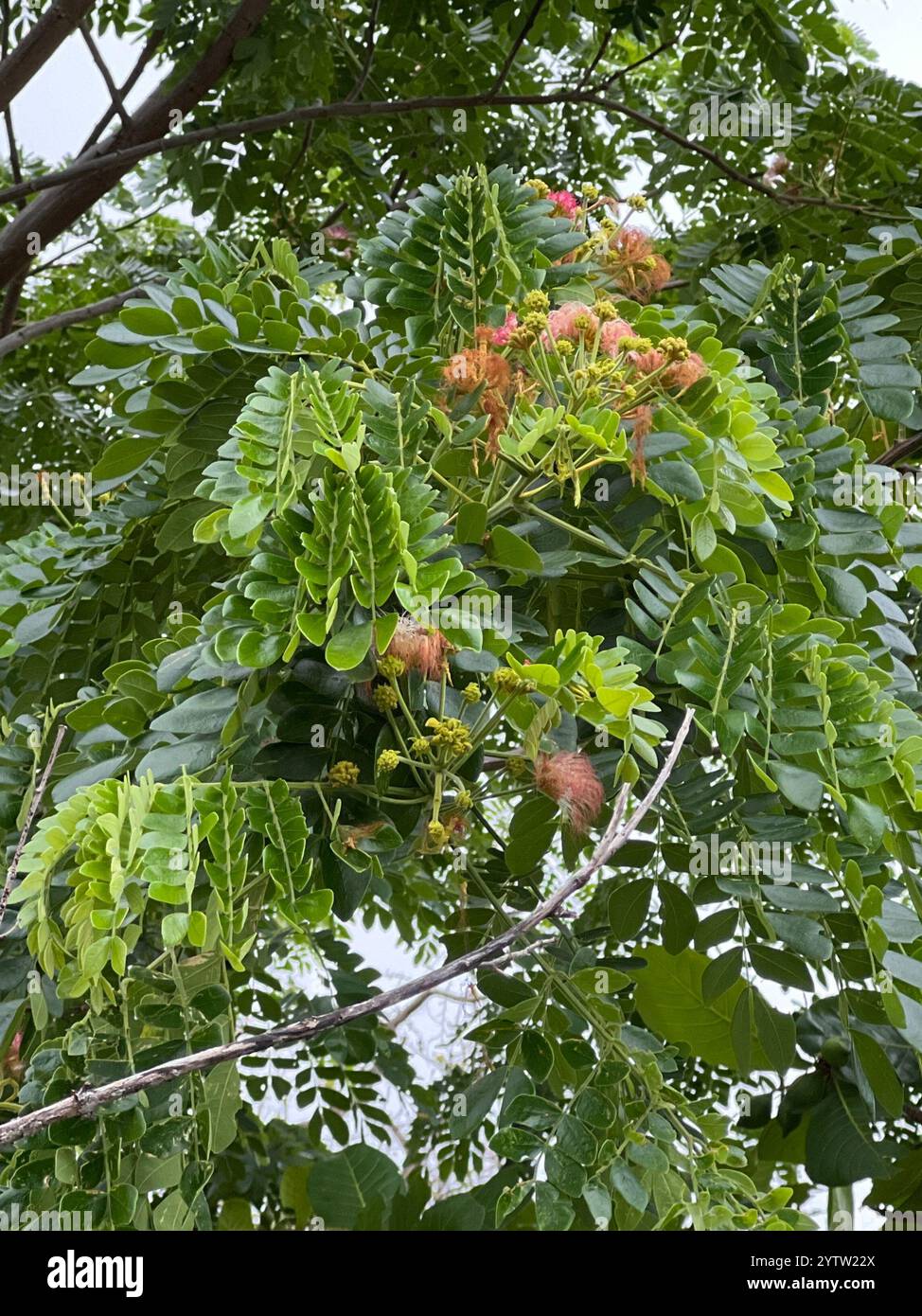Monkey pod tree (Samanea saman Stock Photo - Alamy