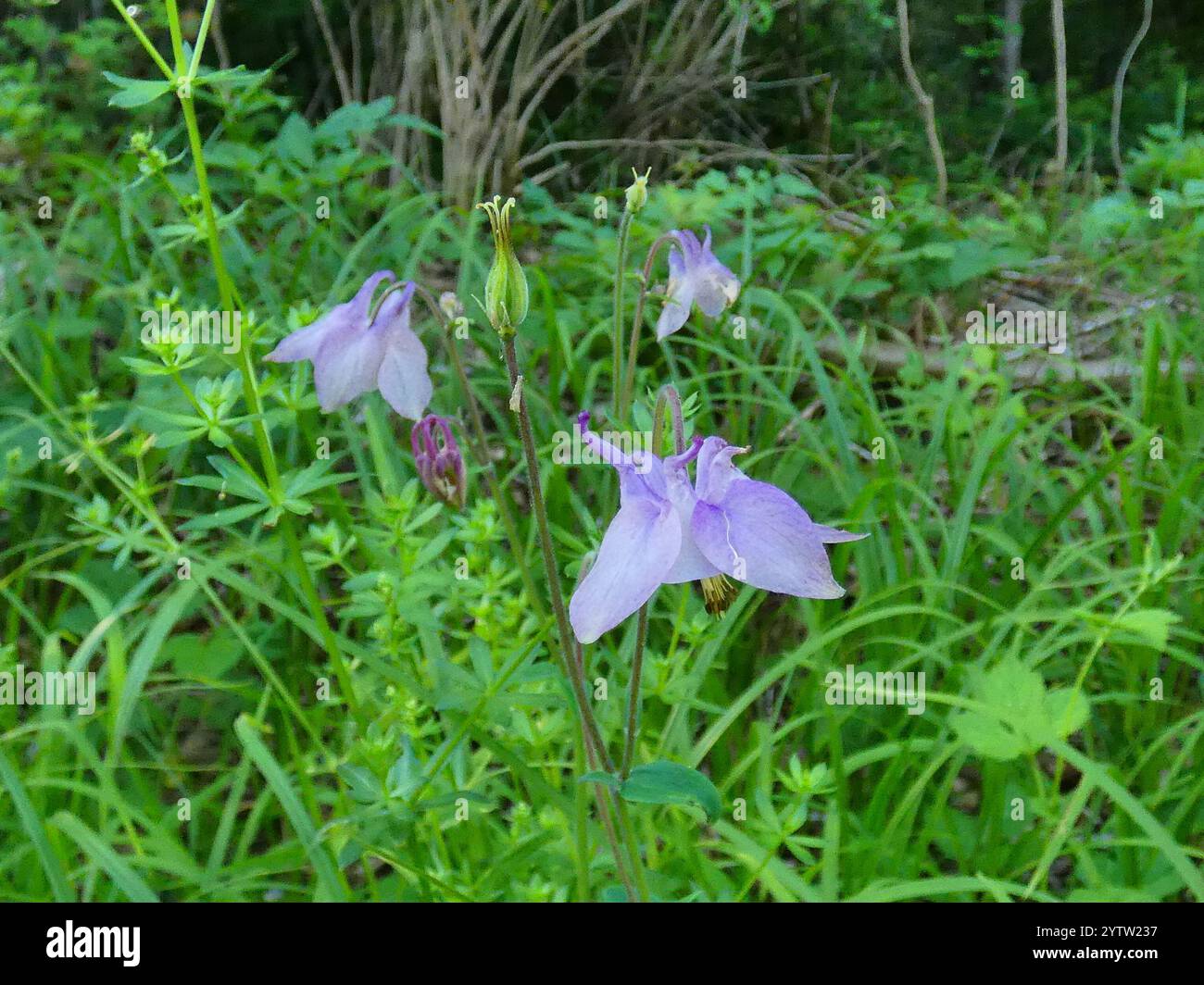 common columbine (Aquilegia vulgaris Stock Photo - Alamy