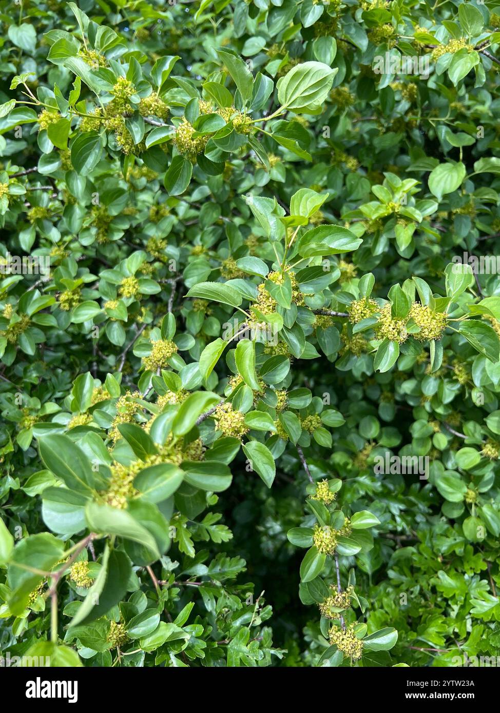common buckthorn (Rhamnus cathartica Stock Photo - Alamy