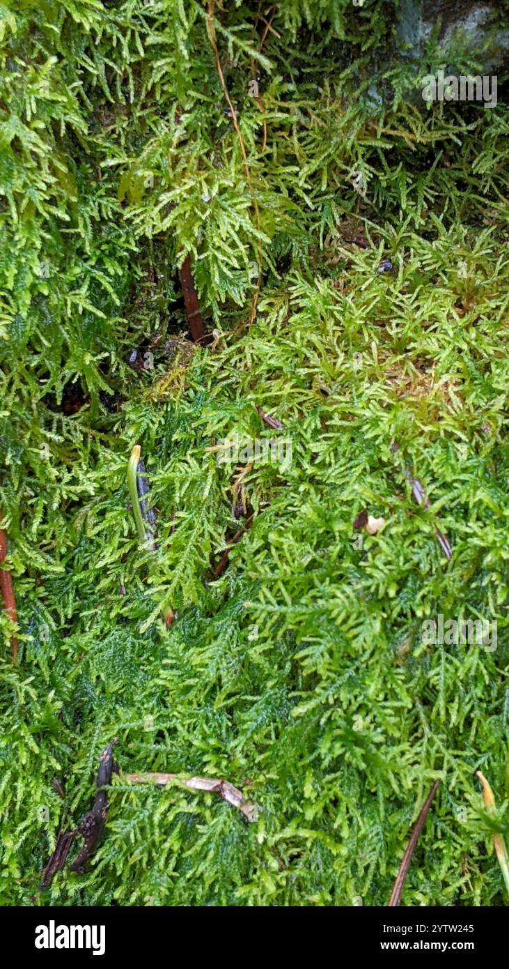 brocade moss (Callicladium imponens Stock Photo - Alamy