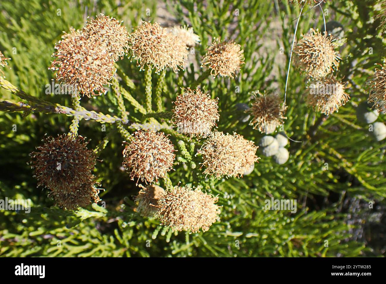 Cone Stompie (Brunia noduliflora Stock Photo - Alamy