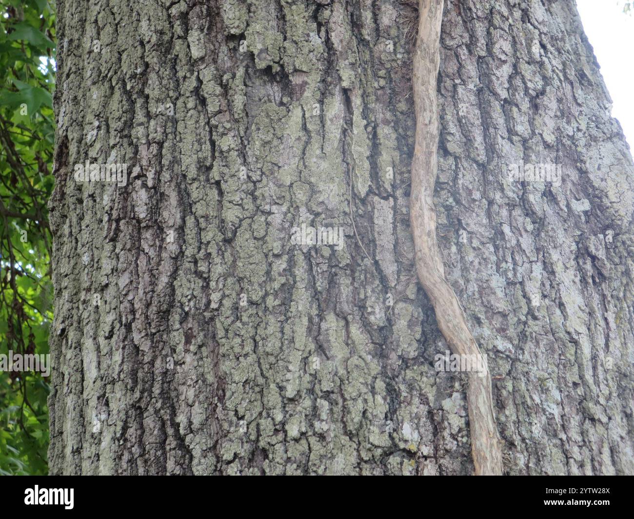 southern red oak (Quercus falcata Stock Photo - Alamy