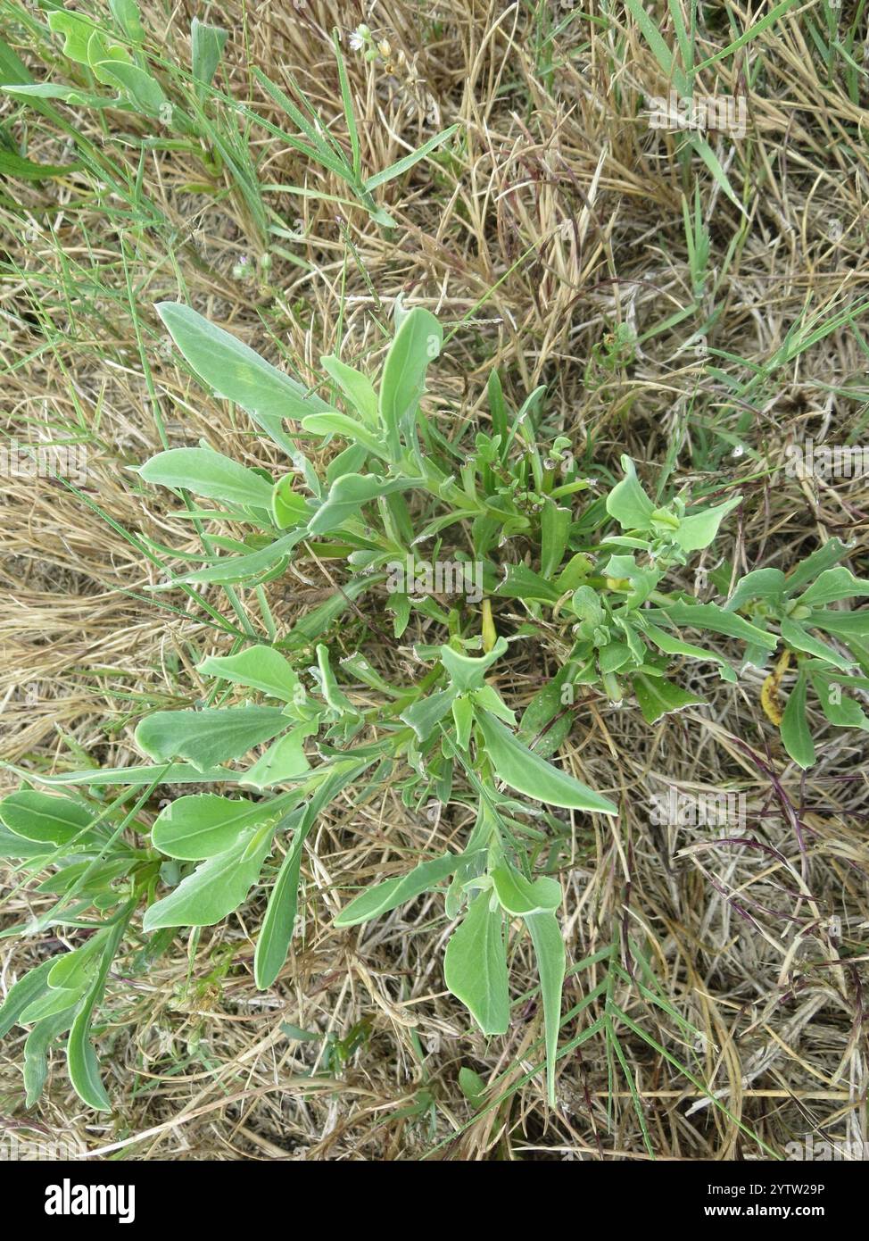 sea ox-eye (Borrichia frutescens Stock Photo - Alamy