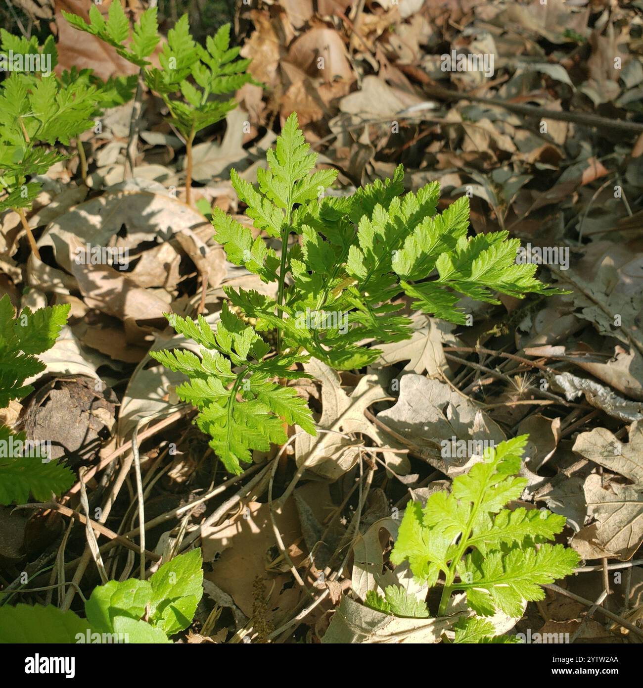 rattlesnake fern (Botrypus virginianus Stock Photo - Alamy