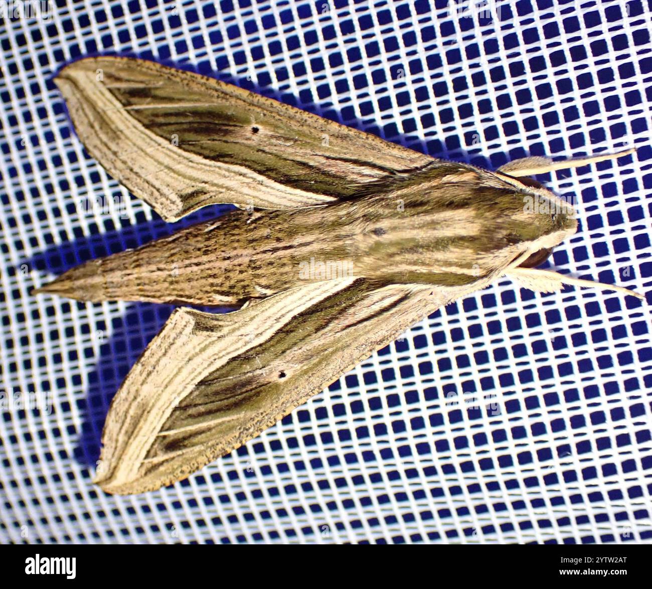 Vine Hawkmoth (Hippotion celerio Stock Photo - Alamy