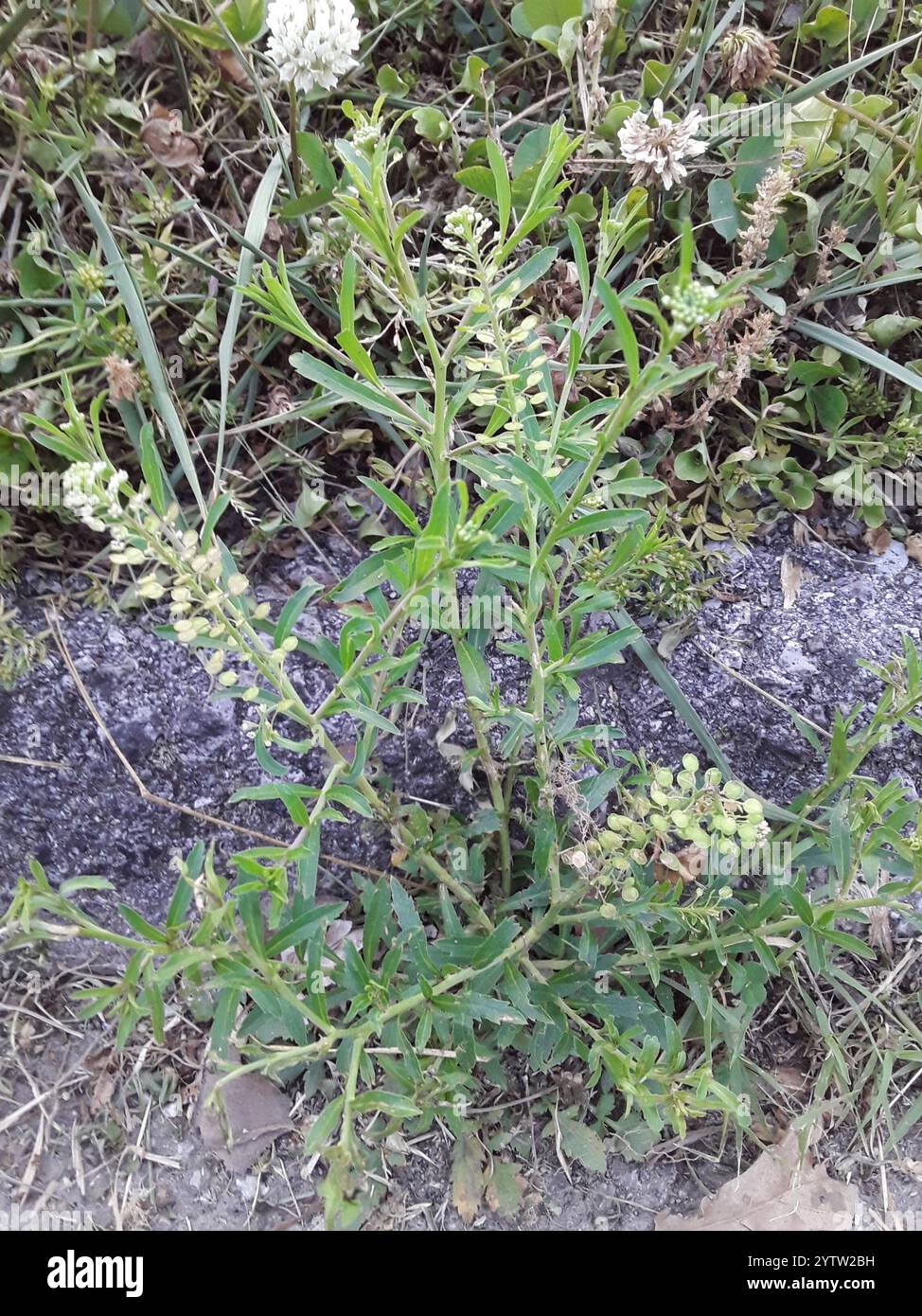 Virginia pepperweed (Lepidium virginicum Stock Photo - Alamy