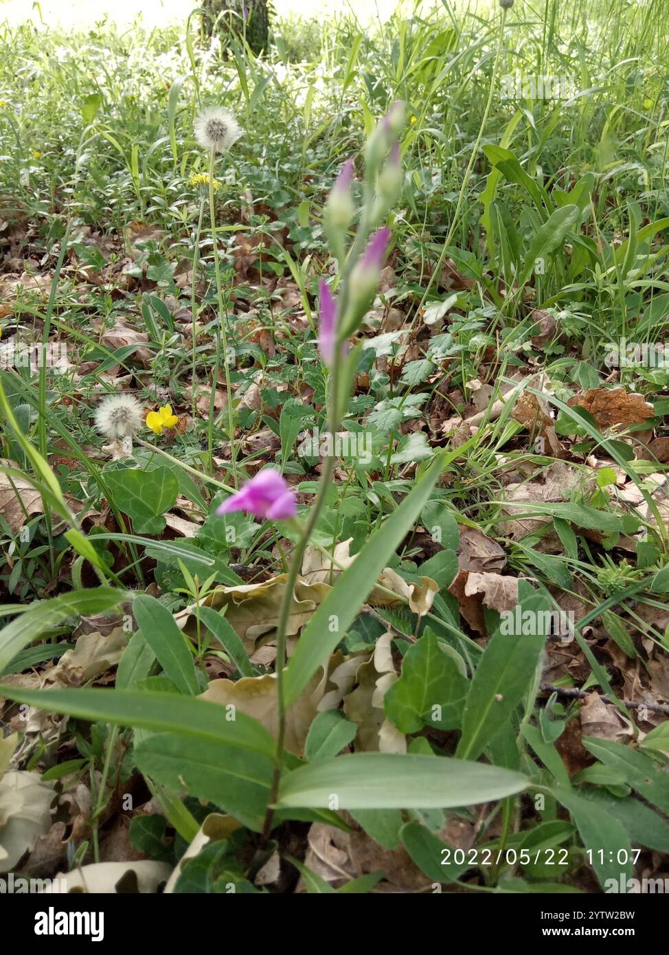 Red Helleborine (Cephalanthera rubra Stock Photo - Alamy