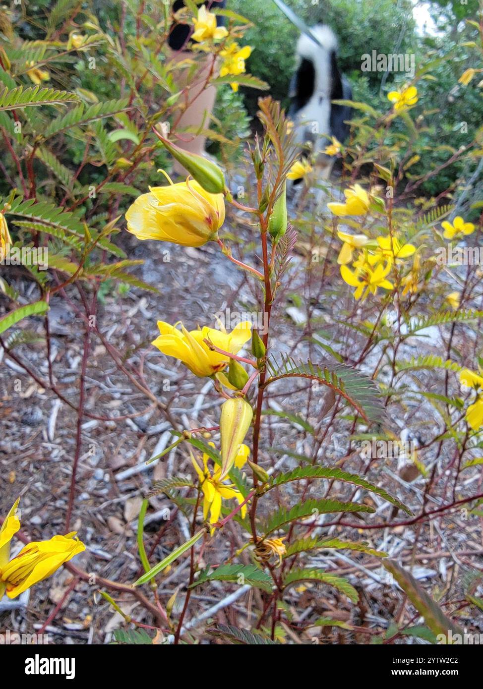 partridge pea (Chamaecrista fasciculata Stock Photo - Alamy