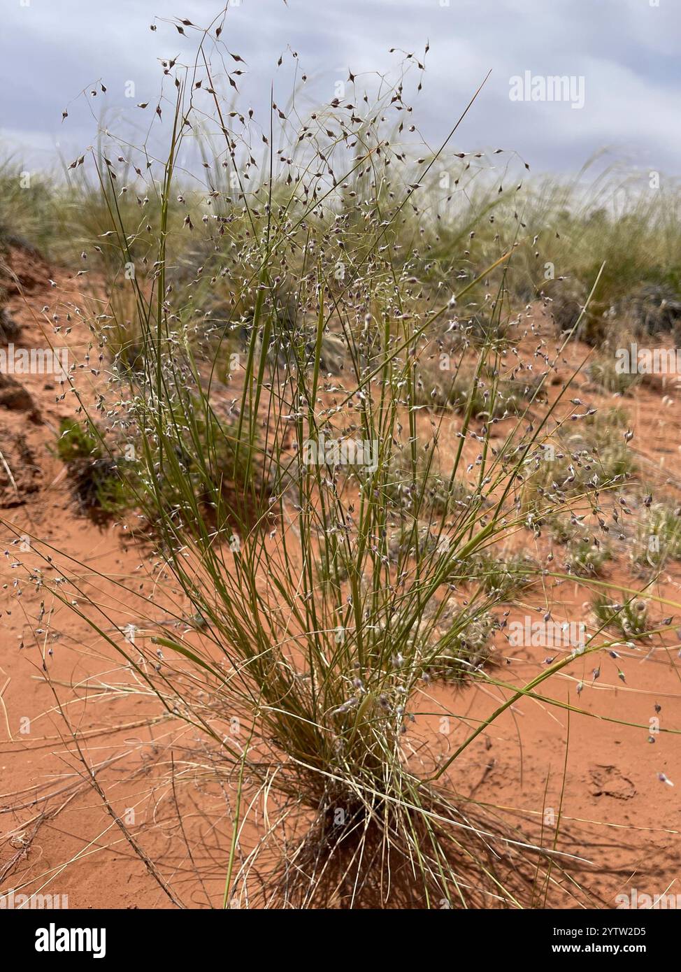 Sand Ricegrass (Eriocoma hymenoides Stock Photo - Alamy