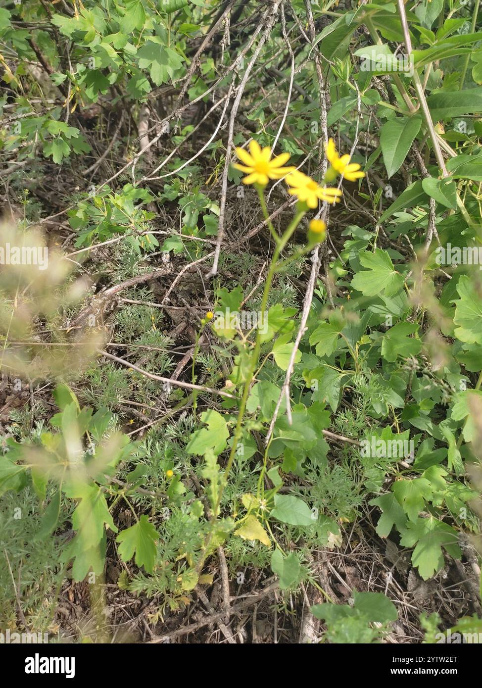 Eastern Groundsel (Senecio vernalis Stock Photo - Alamy