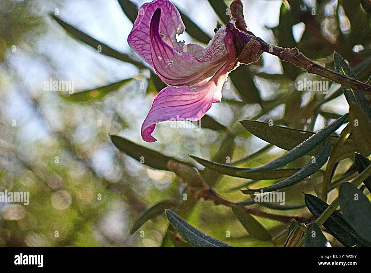 Keurboom hi-res stock photography and images - Alamy