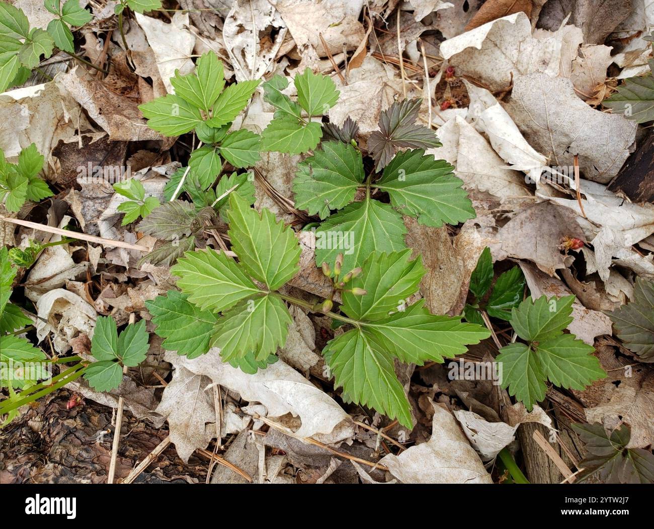 Two-leaved Toothwort (Cardamine diphylla Stock Photo - Alamy