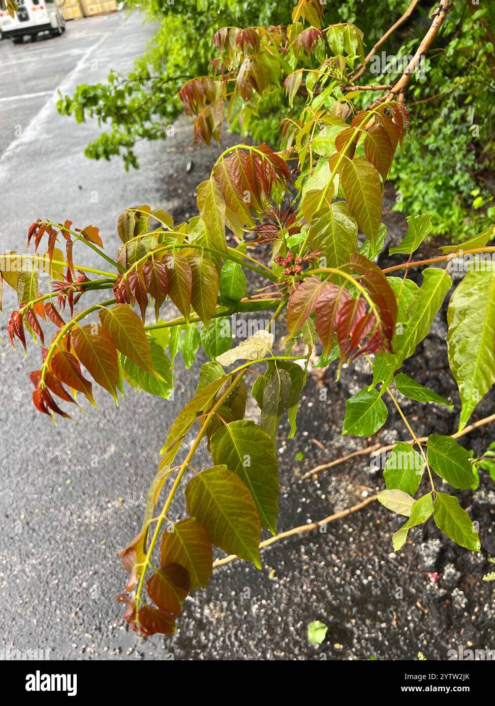 tree-of-heaven (Ailanthus altissima Stock Photo - Alamy