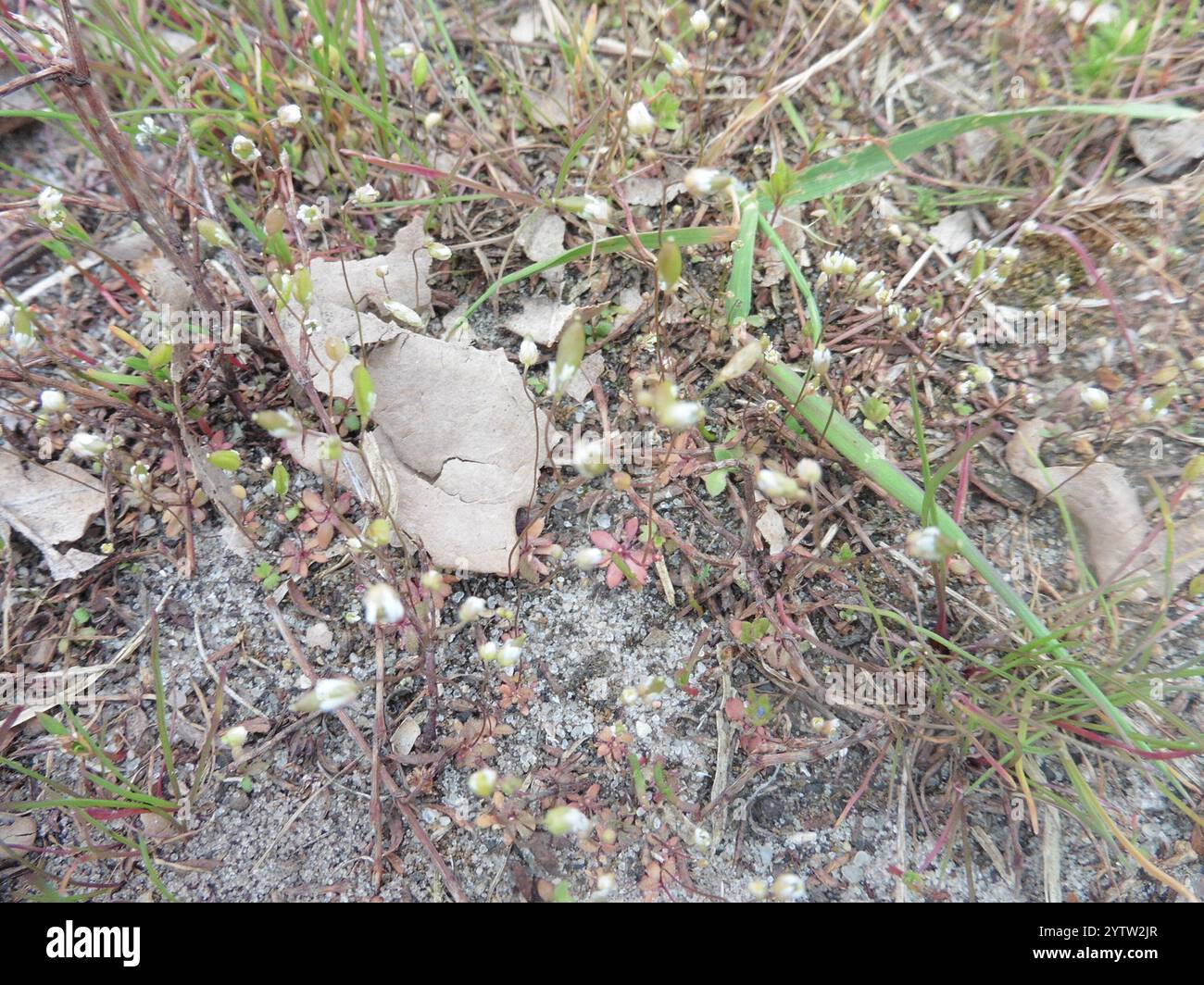 Common Whitlowgrass (Draba verna Stock Photo - Alamy