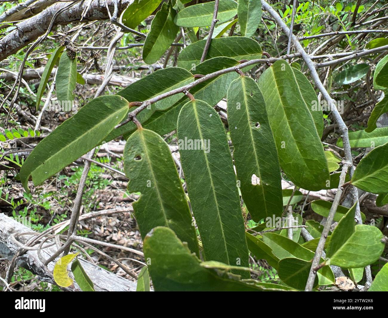 bay-leaved caper (Cynophalla flexuosa Stock Photo - Alamy
