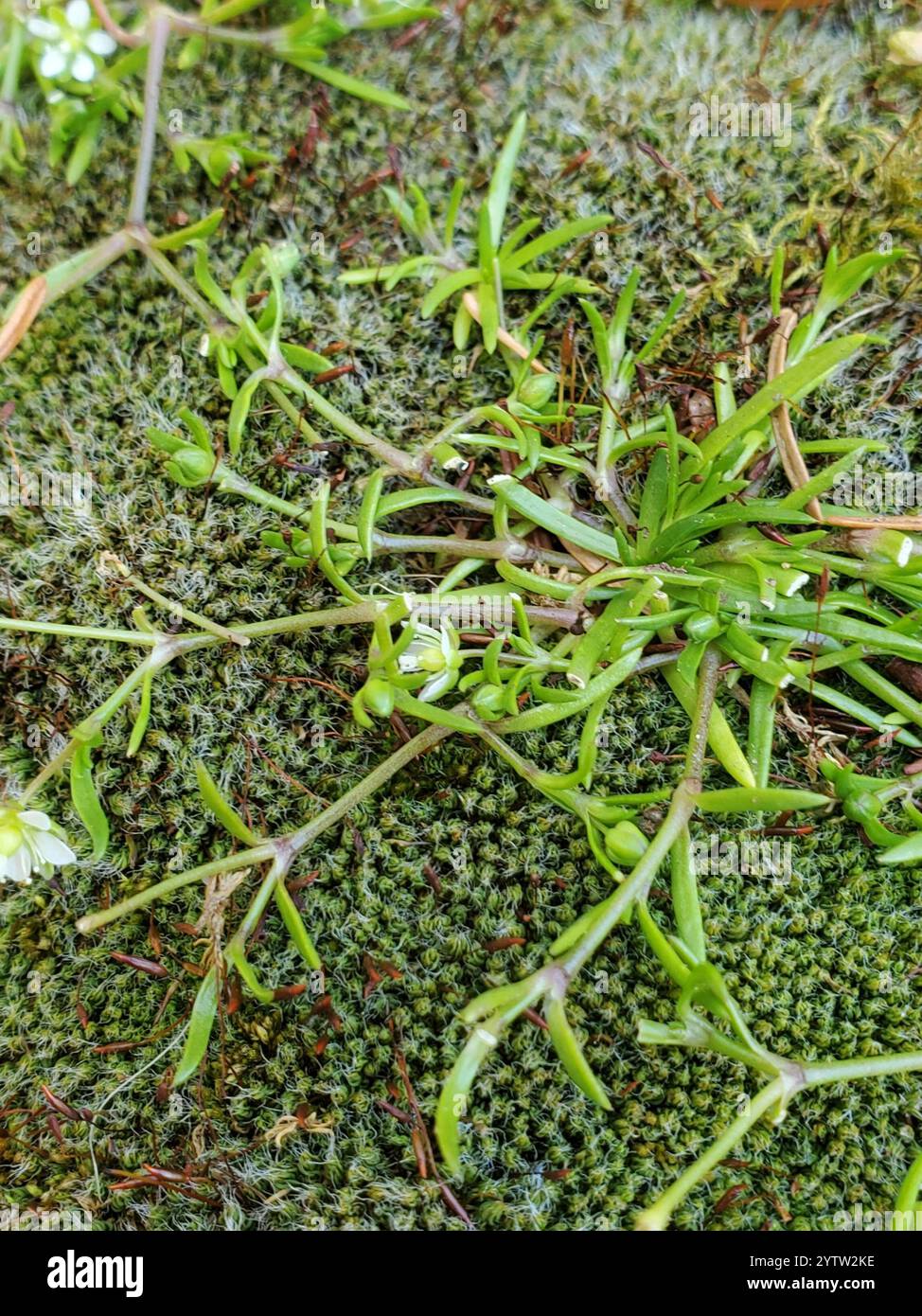 Sticky-stem Pearlwort (Sagina maxima Stock Photo - Alamy