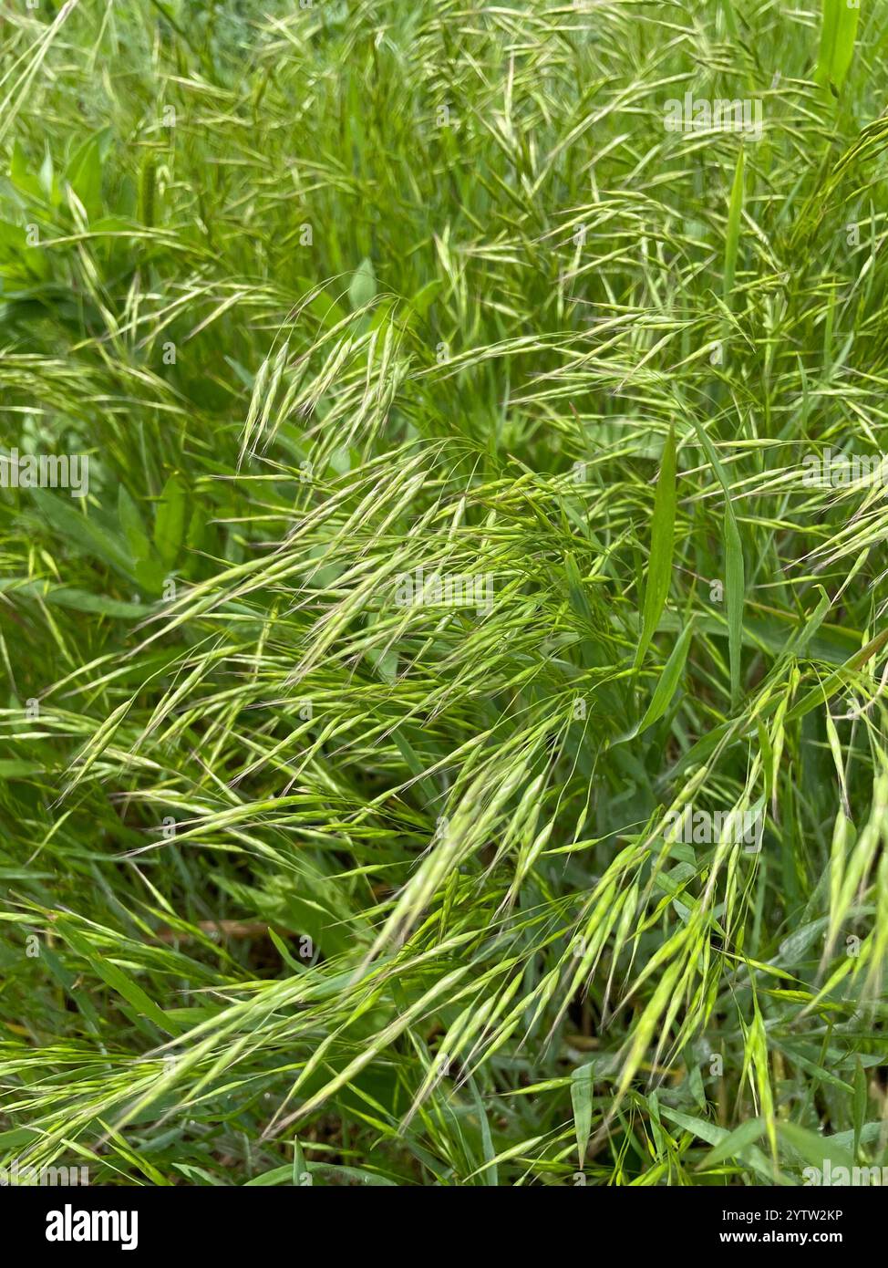 Japanese brome (Bromus japonicus Stock Photo - Alamy