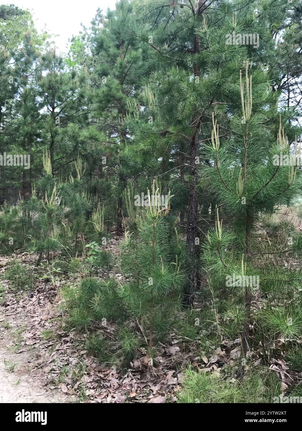 pitch pine (Pinus rigida Stock Photo - Alamy