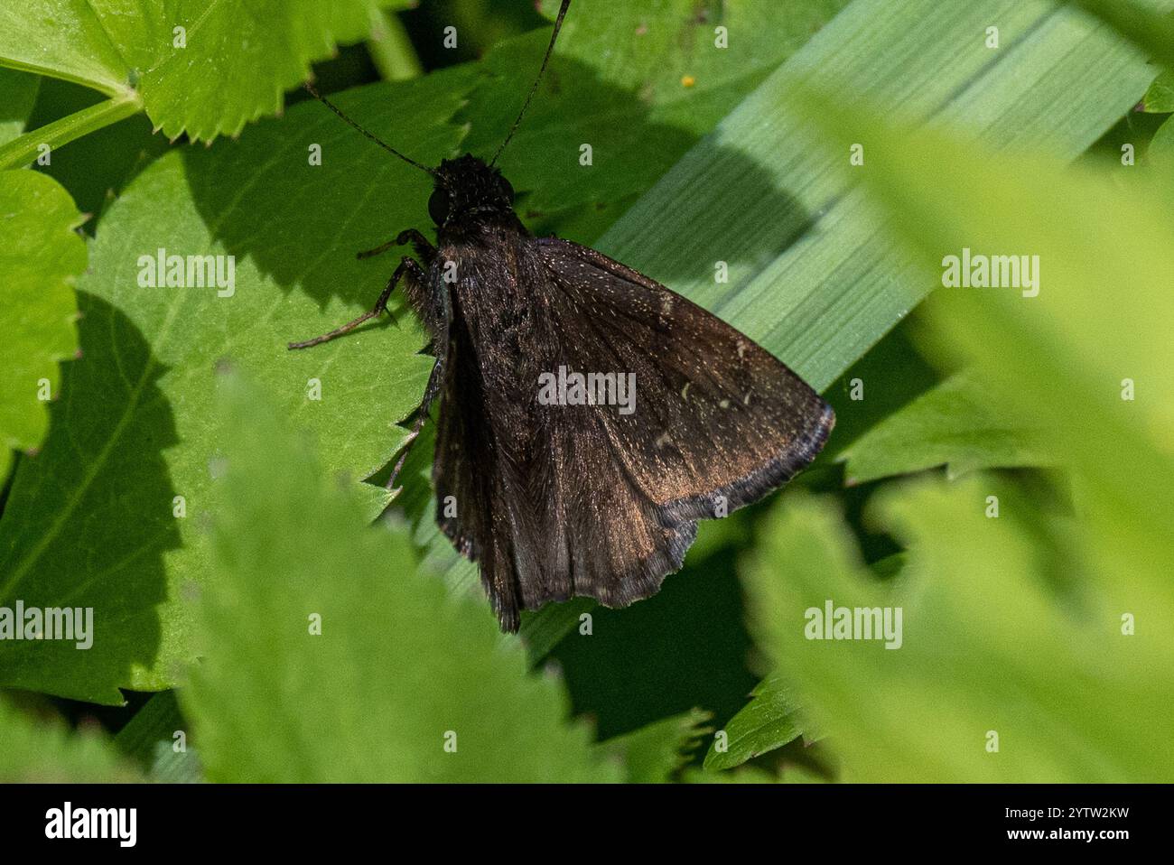 Northern Cloudywing (Thorybes pylades Stock Photo - Alamy