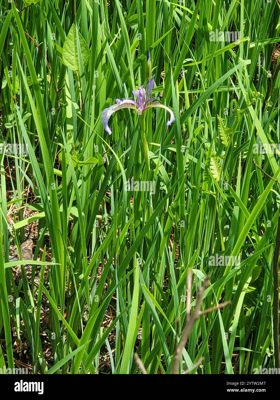 Slender Blue Flag (Iris prismatica Stock Photo - Alamy