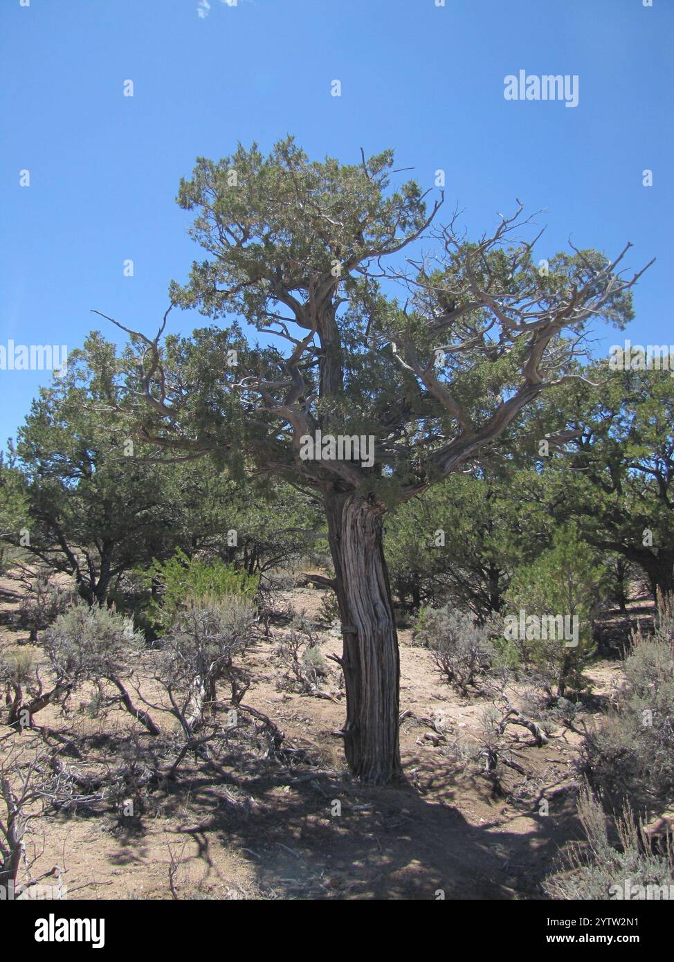 One-seed Juniper (Juniperus monosperma Stock Photo - Alamy
