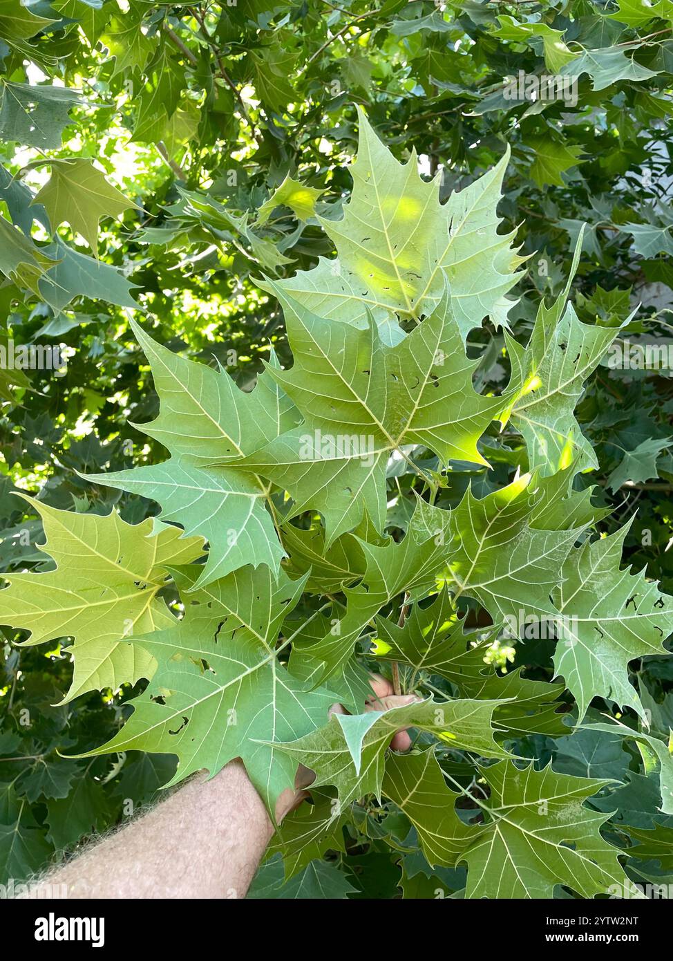 American sycamore (Platanus occidentalis Stock Photo - Alamy