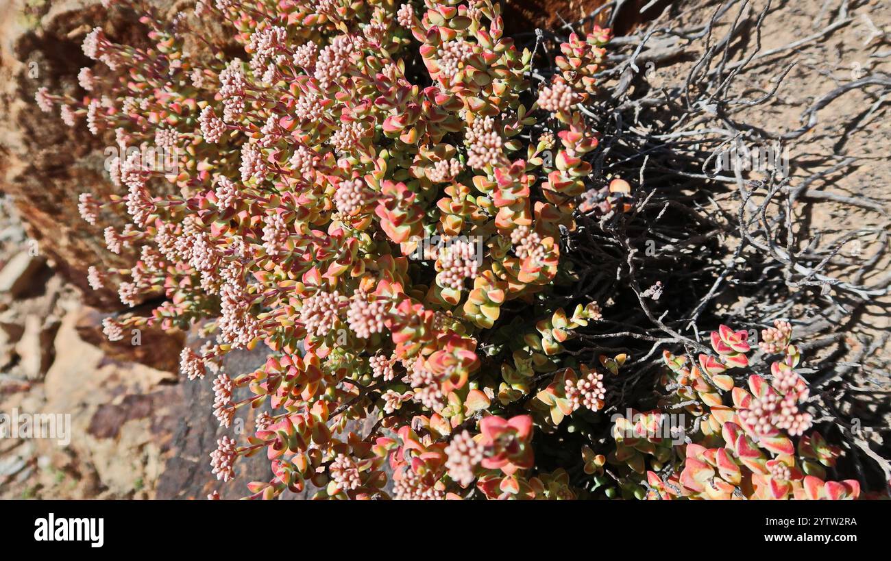Kebab Bush (Crassula rupestris Stock Photo - Alamy
