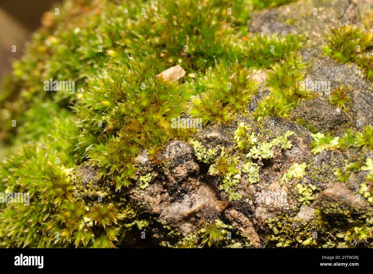 Capillary Thread-moss (Ptychostomum capillare Stock Photo - Alamy