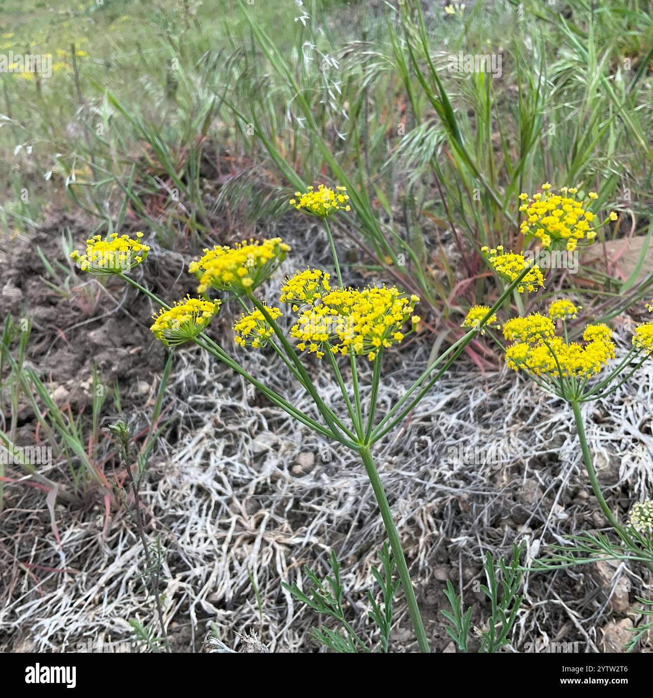 Wyeth Biscuitroot (Lomatium ambiguum Stock Photo - Alamy
