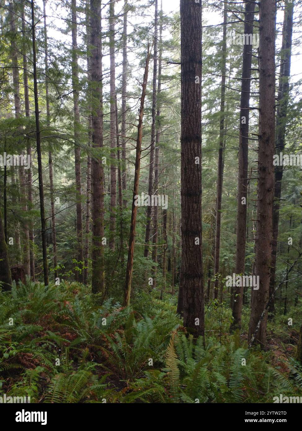 grand fir (Abies grandis Stock Photo - Alamy