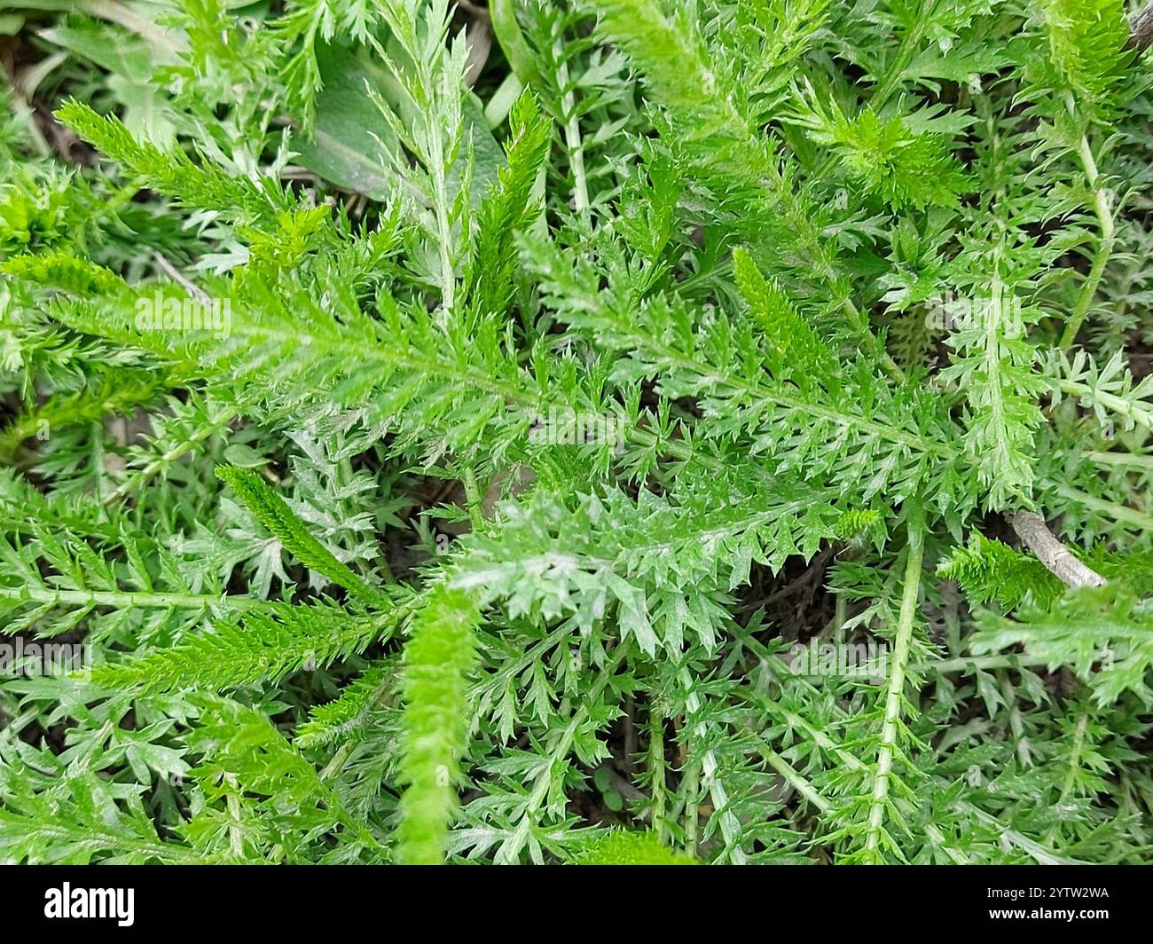 common yarrow (Achillea millefolium Stock Photo - Alamy