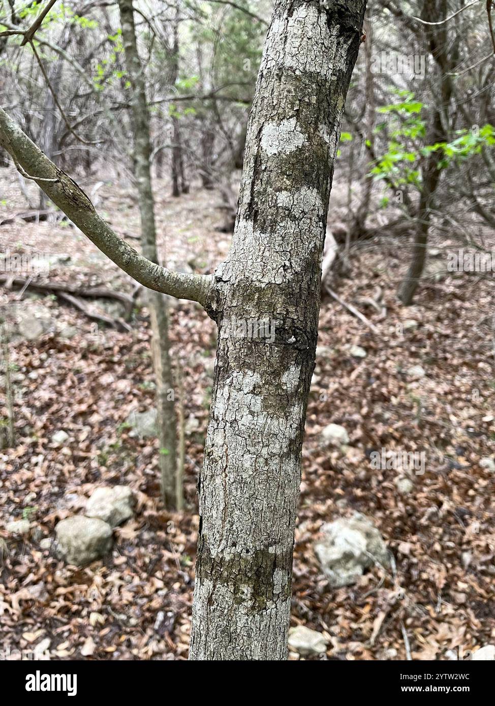 Texas ash (Fraxinus albicans Stock Photo - Alamy